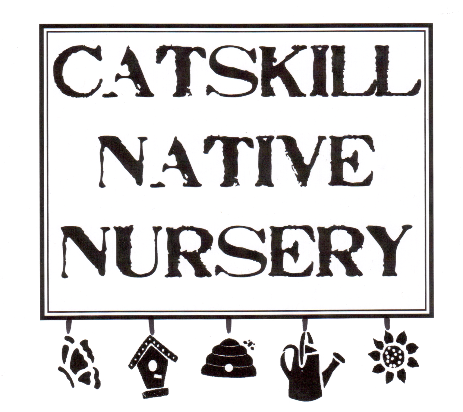 Allium tricoccum – Wild Leek or Ramps – 1-Quart – Catskill Native ...