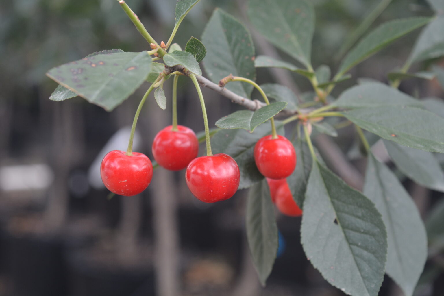 Allium tricoccum – Wild Leek or Ramps – 1-Quart – Catskill Native ...