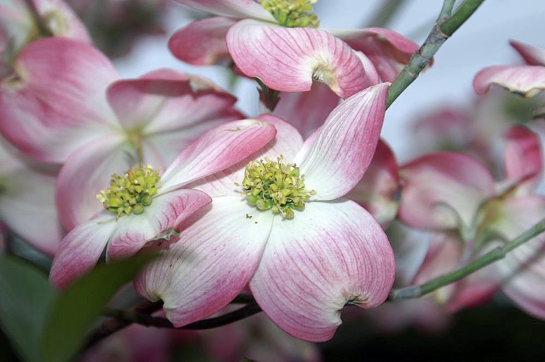 Cornus florida f. rubra ‘Cherokee Brave’ – Pink Flowering Dogwood ...