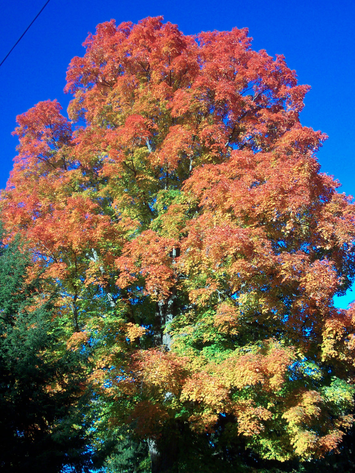 Catskill Native Nursery Catalog – For browsing plants and garden ...