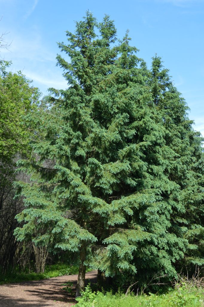 Picea glauca – White Spruce – Catskill Native Nursery Catalog