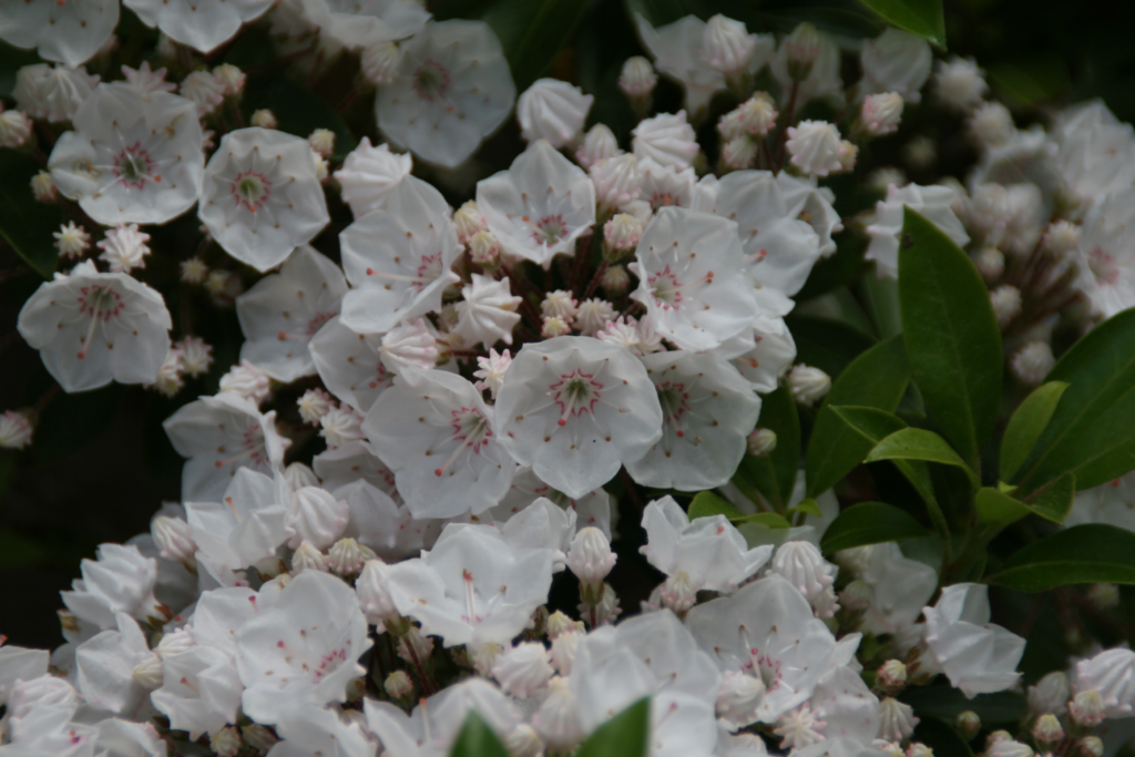 Kalmia latifolia f. myrtifolia ‘Elf’ – Dwarf Mountain Laurel – Catskill ...