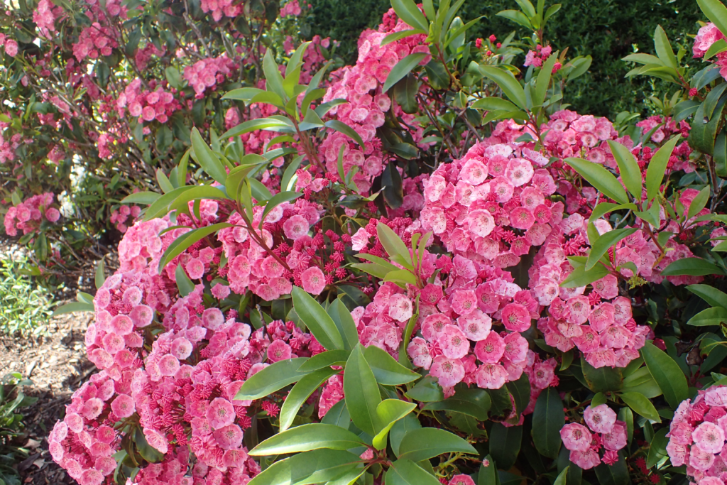 Kalmia latifolia ‘Sarah’ – Mountain Laurel – 6-Gallon – Catskill Native ...