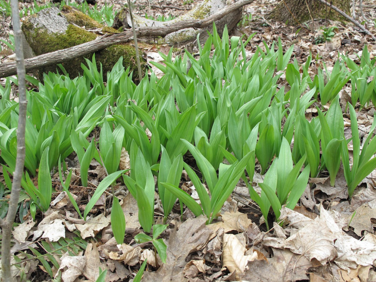 Allium tricoccum – Wild Leek or Ramps – 1-Quart – Catskill Native ...