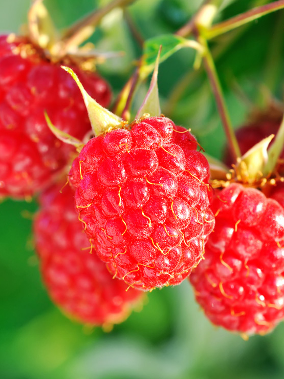 Rubus ‘Nova’ – Red Summer Raspberry – Catskill Native Nursery Catalog