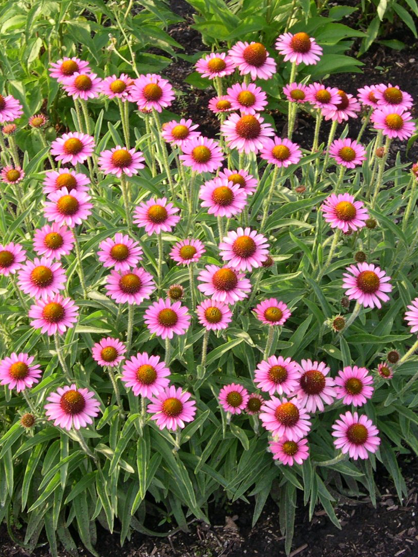 Echinacea Pixie Meadowbrite™ – Coneflower – 1-Quart – Catskill Native Nursery Catalog