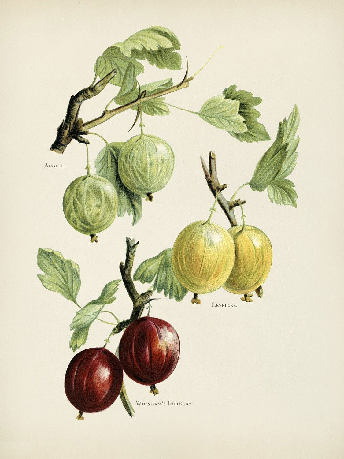 Edibles – Catskill Native Nursery Catalog
