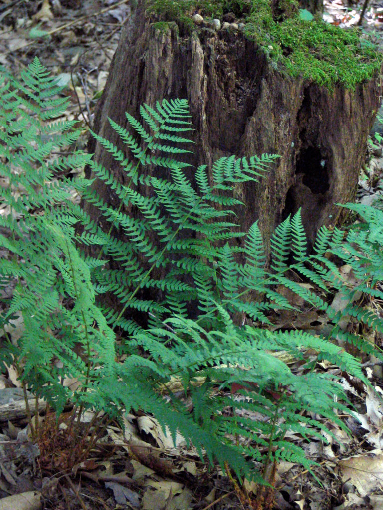 Dryopteris marginalis – Eastern or Marginal Wood Fern – Catskill Native ...
