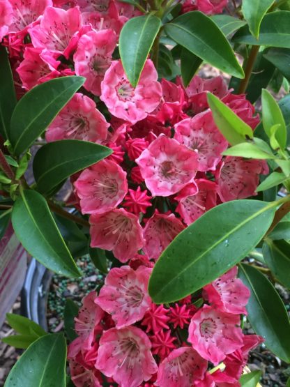Kalmia latifolia ‘Raspberry Glow’ – Mountain Laurel – Catskill Native ...