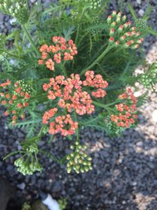 Achillea ‘Apricot Delight’ – Yarrow (Non-native) – 5-Pint – Catskill ...