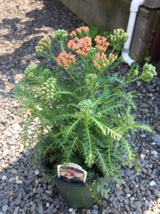 Achillea ‘Apricot Delight’ – Yarrow (Non-native) – 5-Pint – Catskill ...