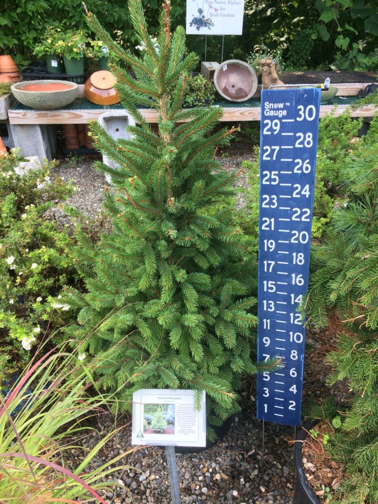 Picea glauca ‘North Star’- White Spruce – 6-Gallon – Catskill Native ...