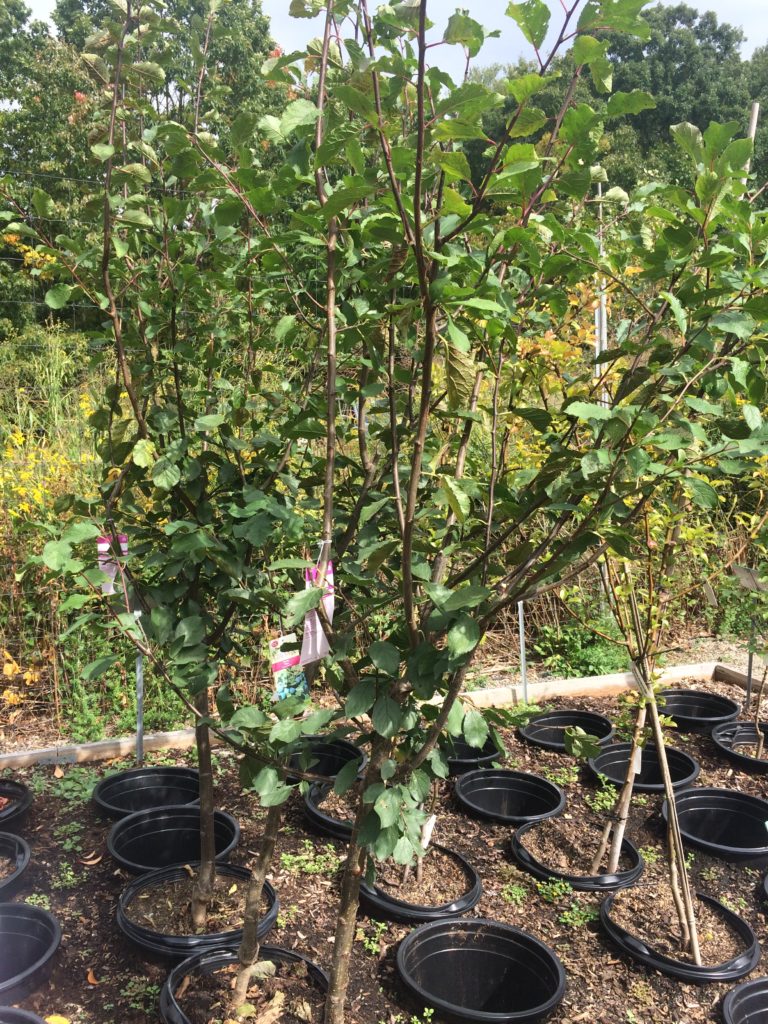 Prunus domestica ‘Stanley’ – European Plum – 7-Gallon – Catskill Native ...