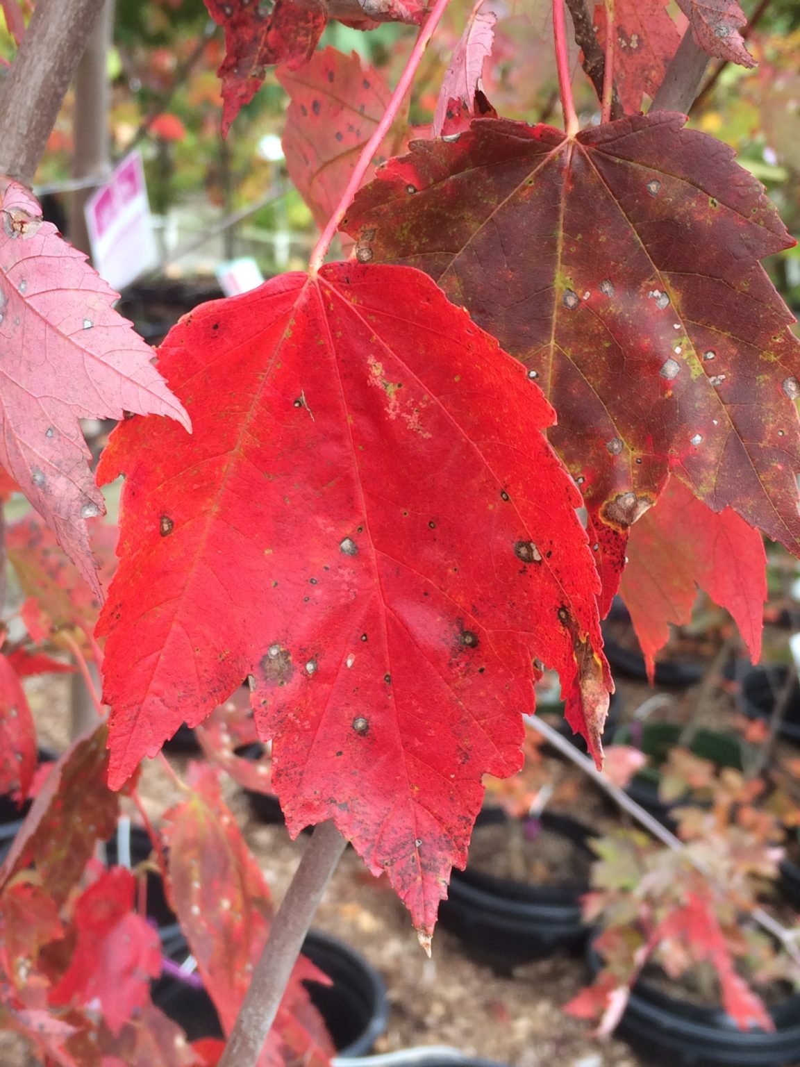 Acer rubrum Redpointe® – Red Maple – 7-Gallon – Catskill Native Nursery ...