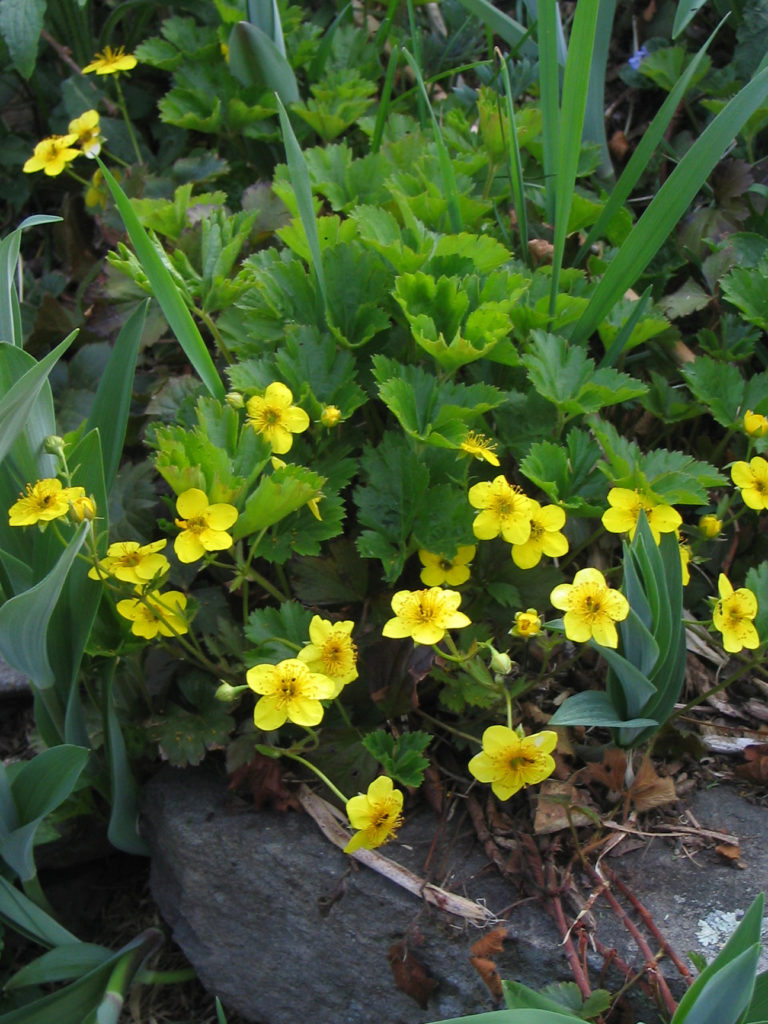 Geum fragarioides – Barren-strawberry – Catskill Native Nursery Catalog