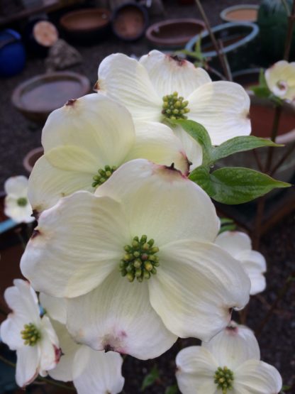 Cornus florida ‘Cloud Nine’ – Flowering Dogwood – Catskill Native ...