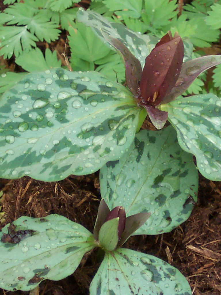 Trillium cuneatum – Whippoorwill Flower – 2-Quart – Catskill Native ...