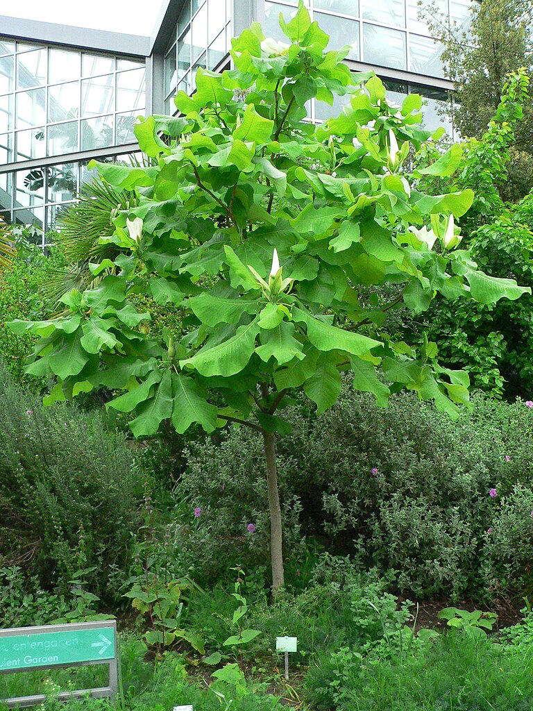 Magnolia ashei – Bigleaf Magnolia – 3-Gallon – Catskill Native Nursery ...