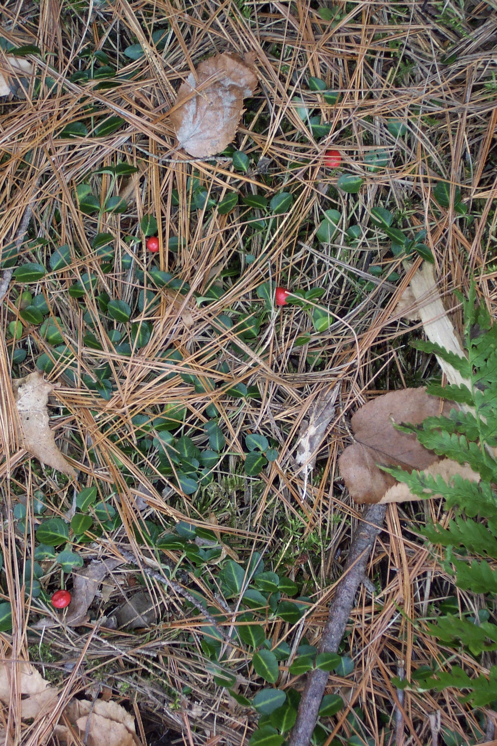 Mitchella repens – Partridgeberry – 1-Pint – Catskill Native Nursery ...