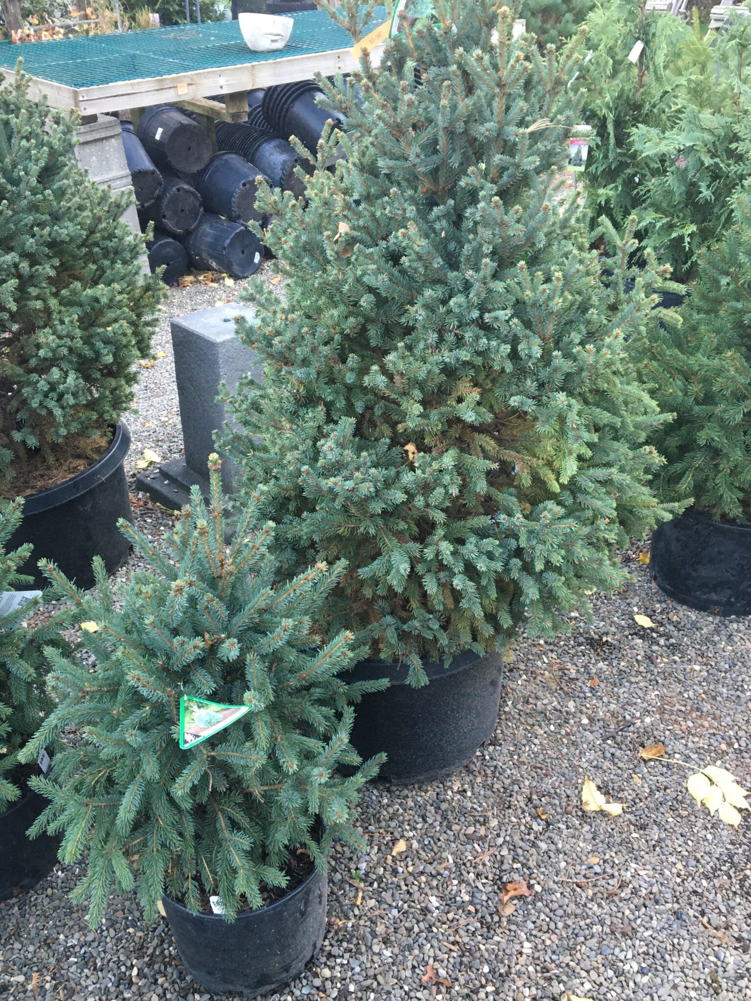 Picea glauca ‘Yukon Blue’ – White Spruce – Catskill Native Nursery Catalog