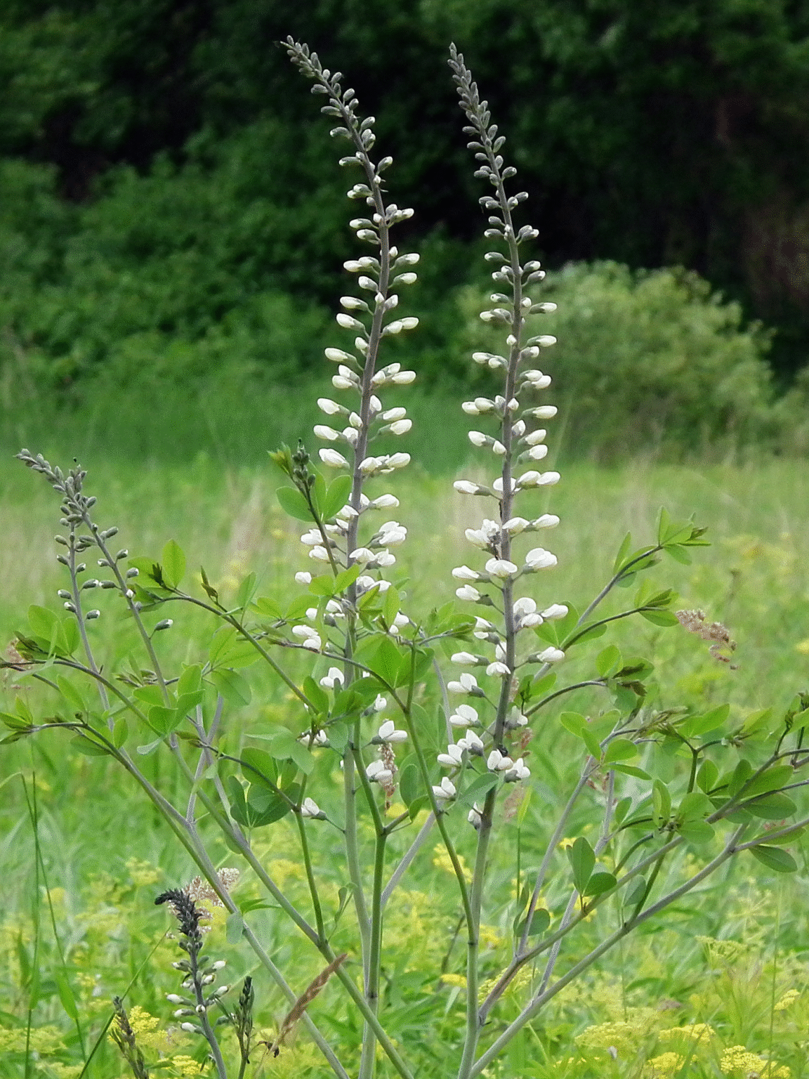 Baptisia lactea – Prairie White Wild Indigo – 0.5-Pint – Catskill ...
